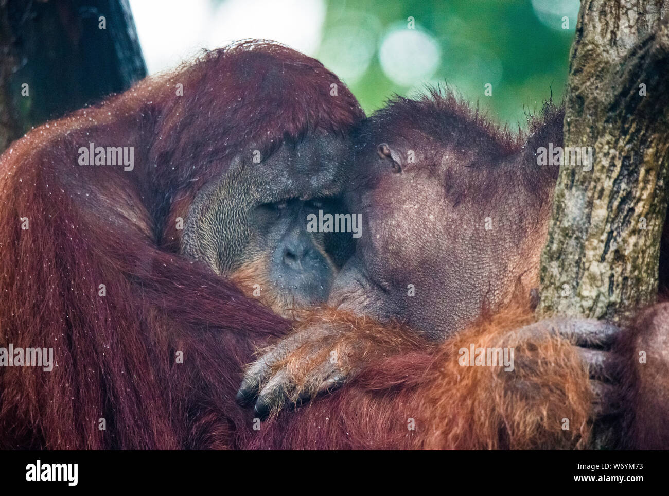 Portrait of male bored thoughtful sad orangutan in wet rainy day ...