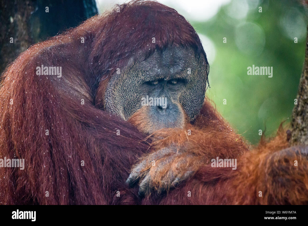Portrait of male bored thoughtful sad orangutan in wet rainy day ...