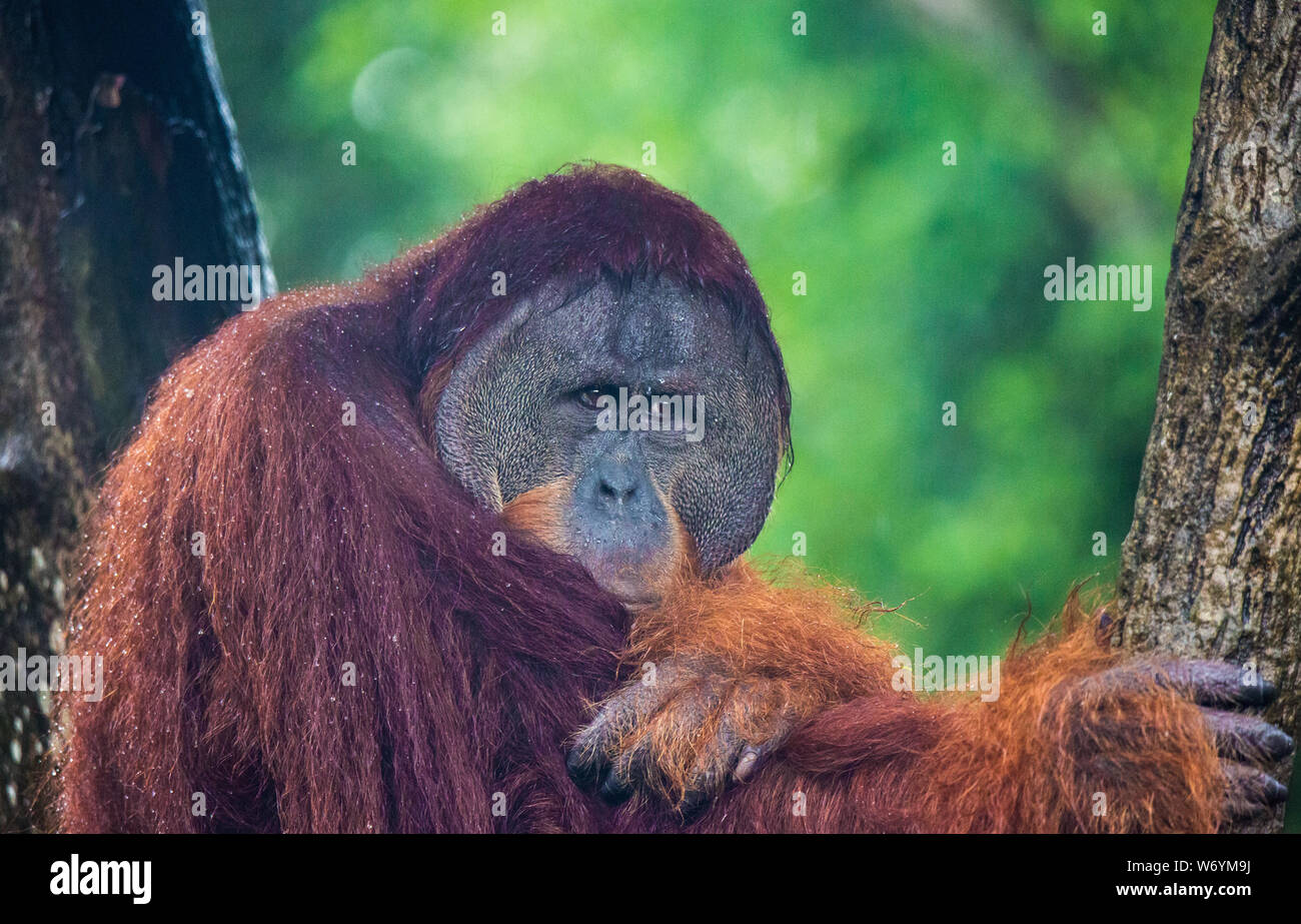 Portrait of male bored thoughtful sad orangutan in wet rainy day ...