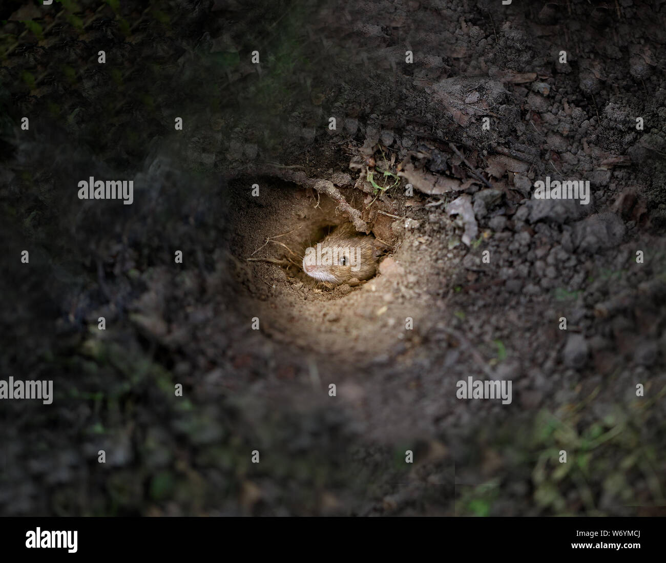 Fluffy mouse hi-res stock photography and images - Alamy