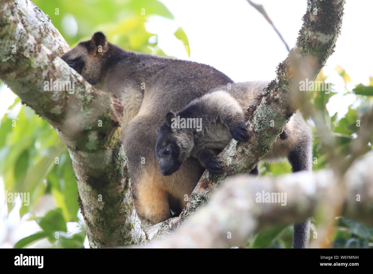 A Lumholtz's tree-kangaroo (Dendrolagus lumholtzi) cub with Mother in a ...