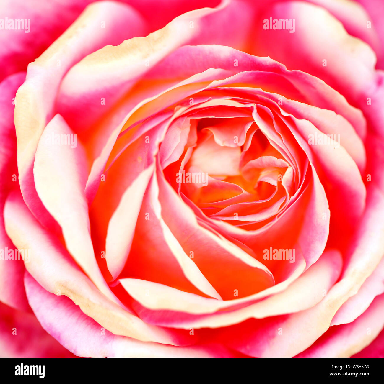 Gorgeous retro photo background super roses in the park. Template for ...