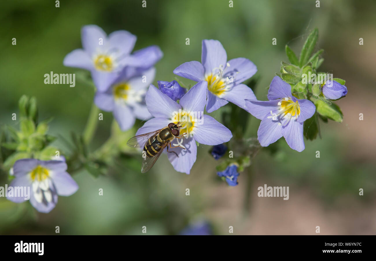 Hoverflies are Common in Alaska Stock Photo - Alamy
