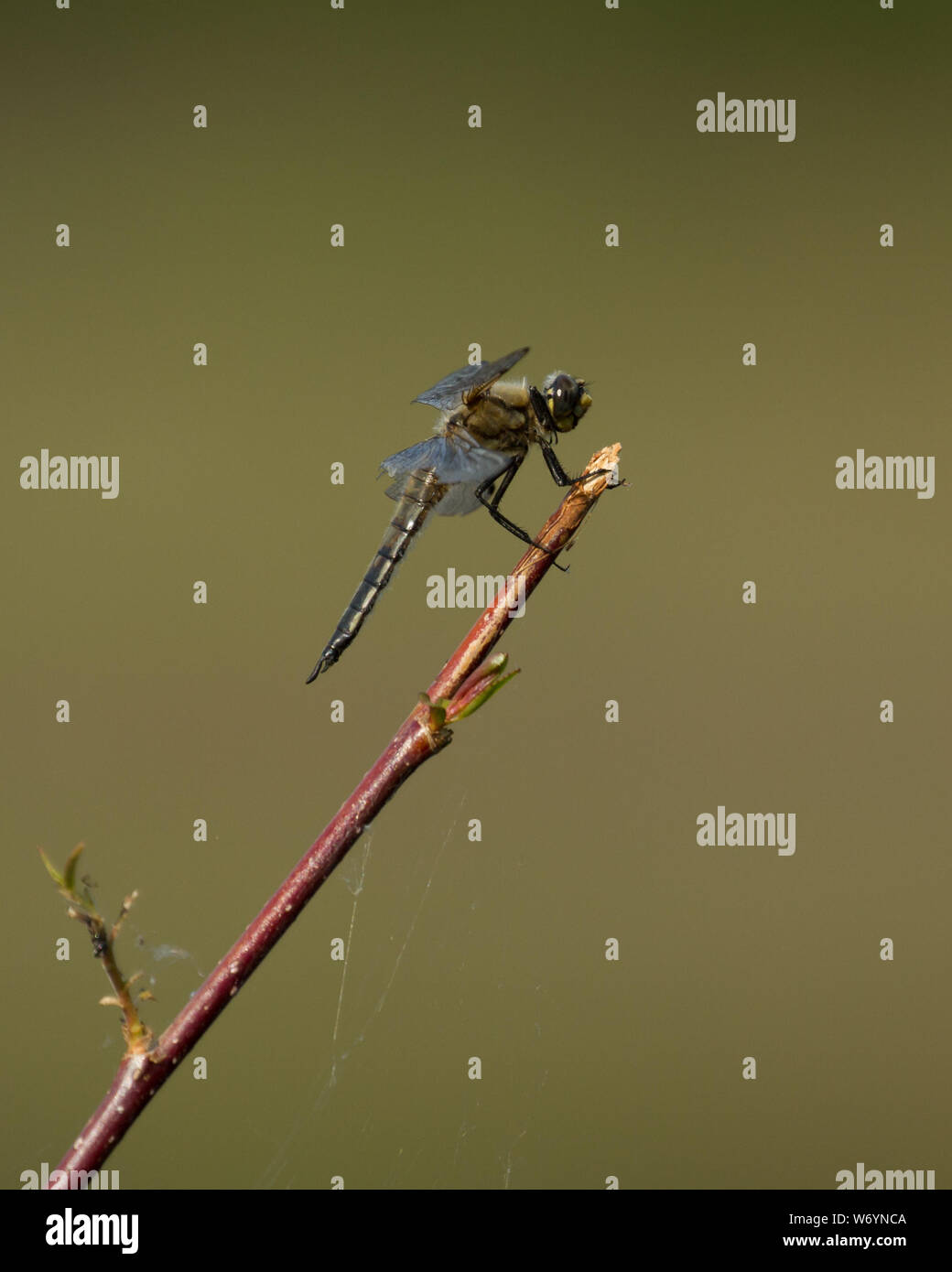 Largest dragonfly hi-res stock photography and images - Alamy