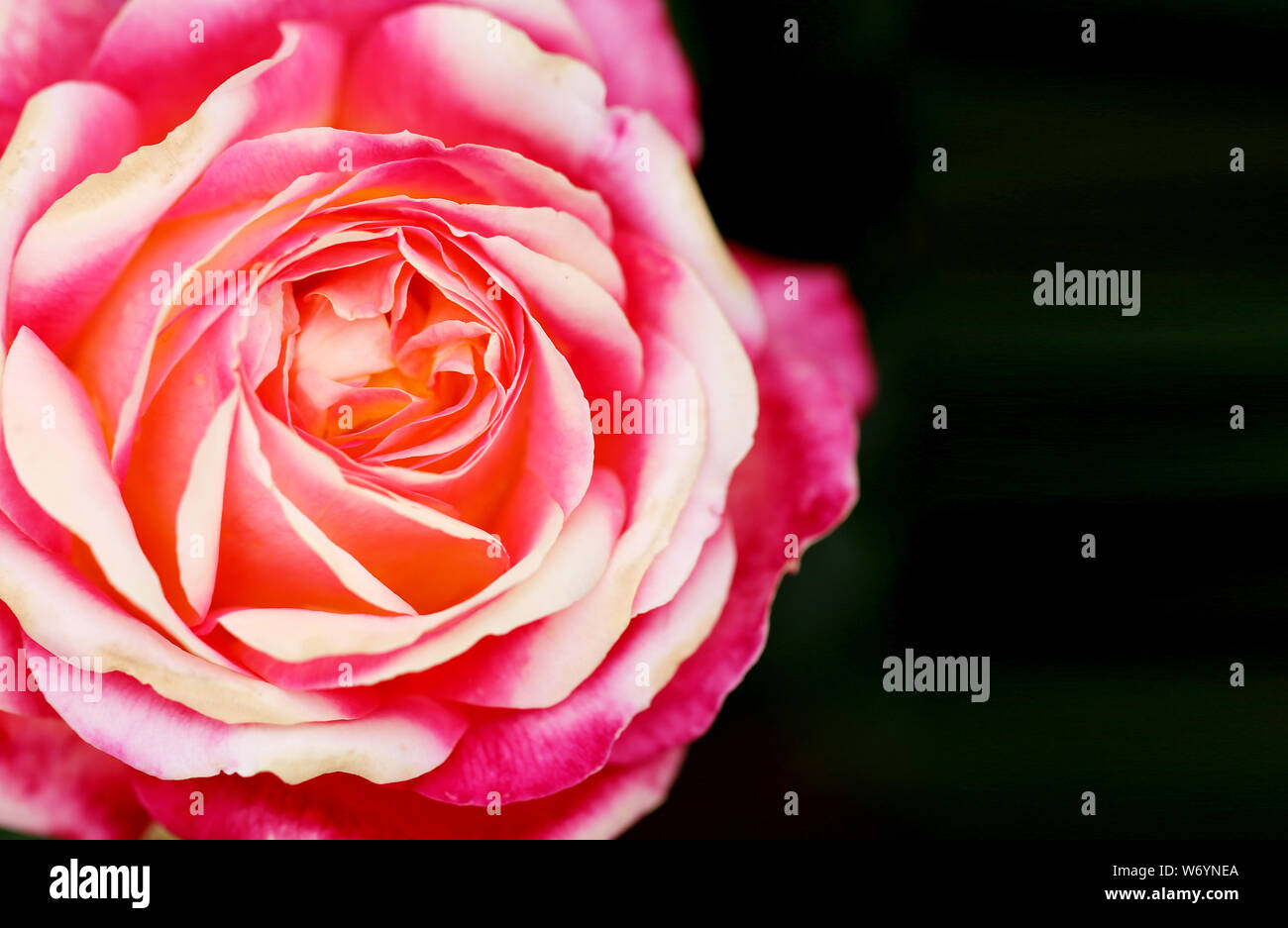 Gorgeous retro photo background super roses in the park. Template for ...