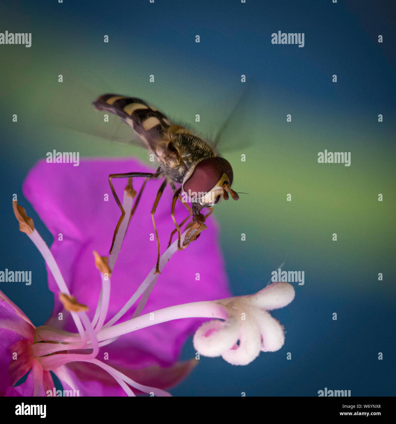 Hoverflies are Common in Alaska Stock Photo - Alamy