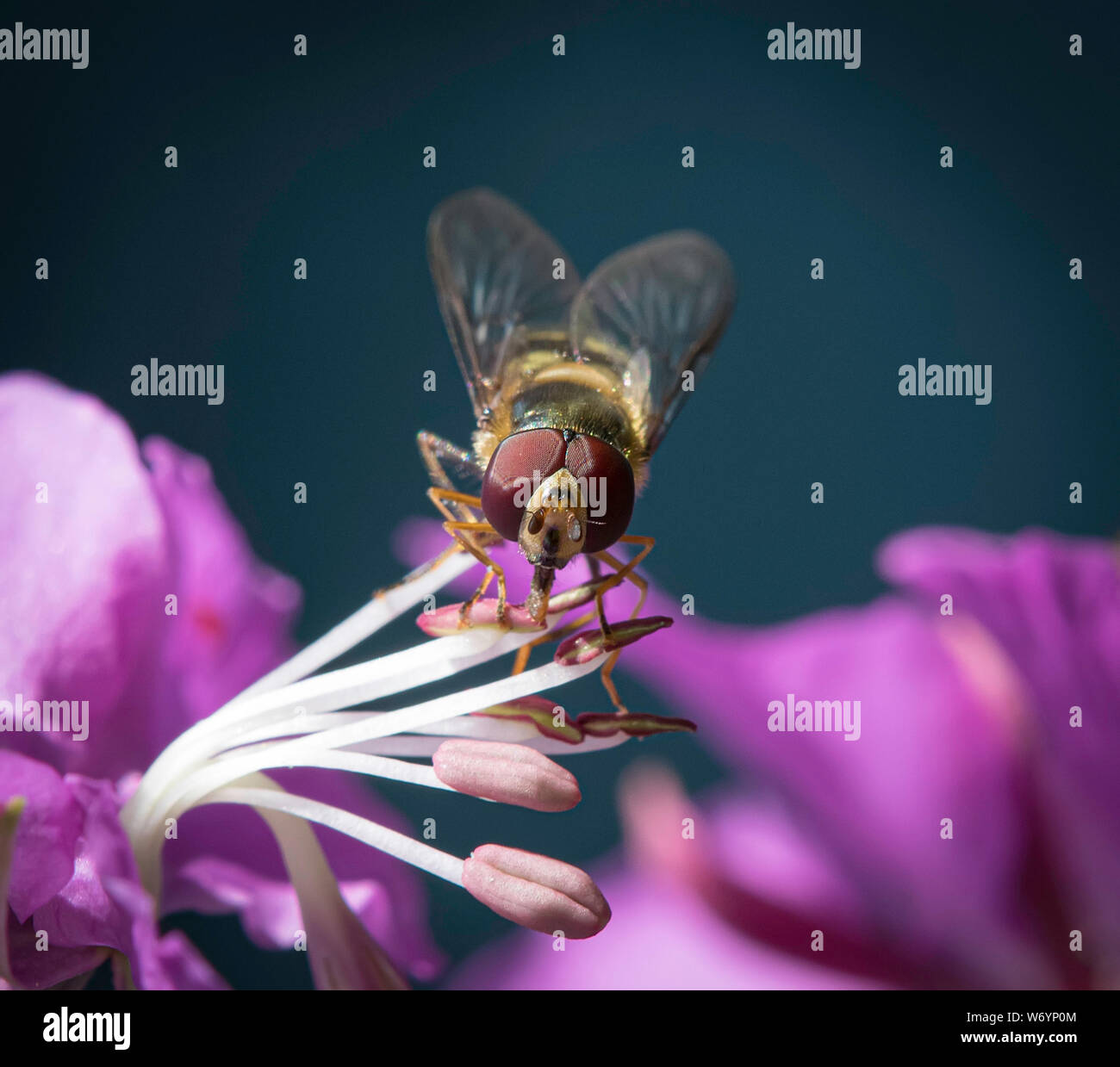 Hoverflies are Common in Alaska Stock Photo - Alamy