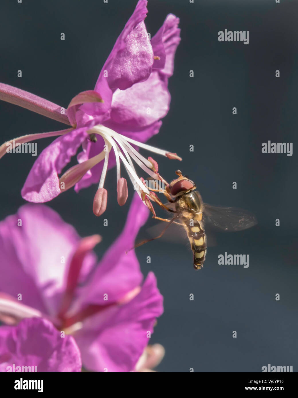 Small hoverflies hi-res stock photography and images - Alamy