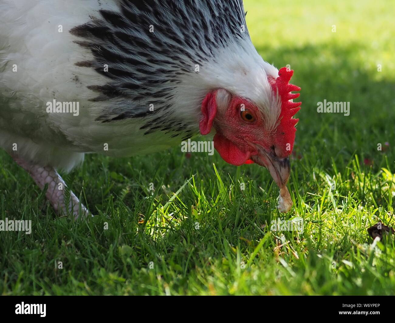 White hen eating from grass Stock Photo - Alamy
