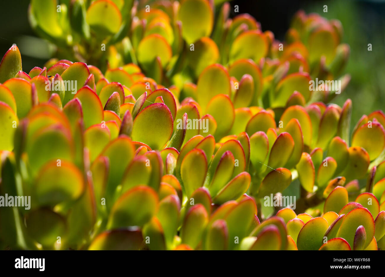 red-tipped green leaves of a jade plant Stock Photo - Alamy