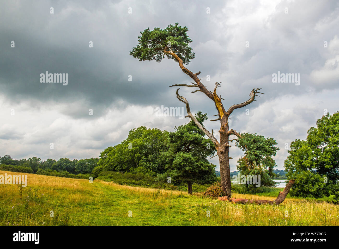 Damaged pine hi-res stock photography and images - Alamy
