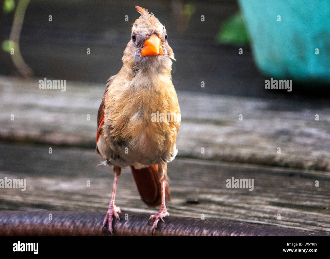 Disarray hi-res stock photography and images - Alamy