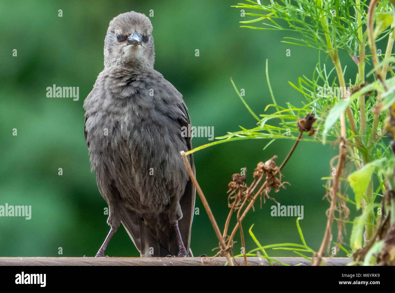 Puffed up bird hi-res stock photography and images - Alamy