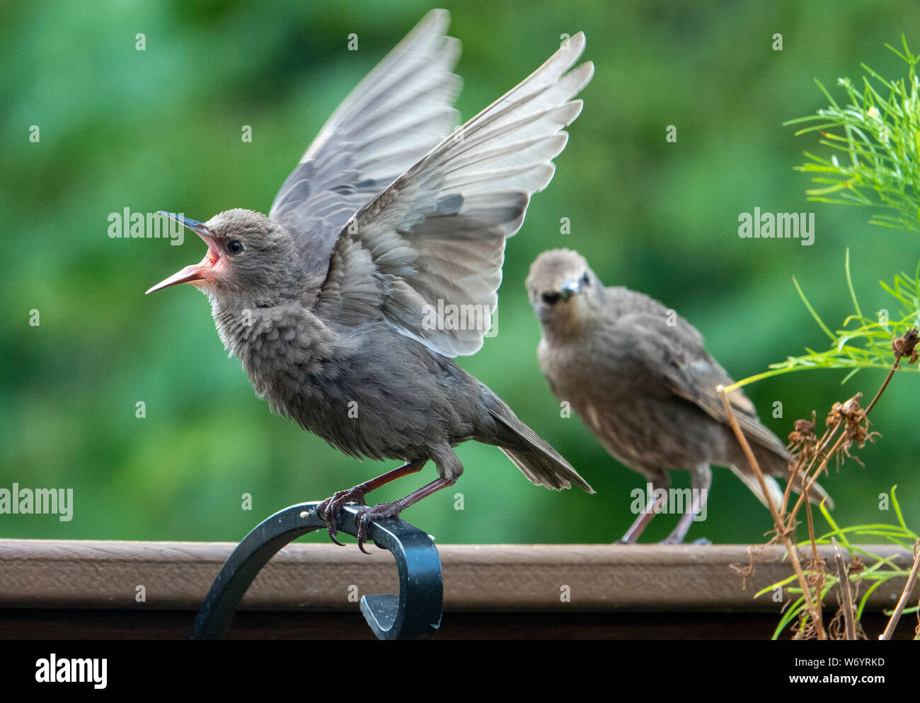 Squawking hi-res stock photography and images - Alamy