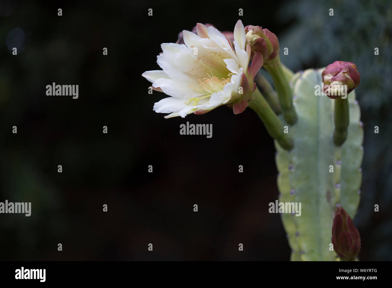 NIght blooming flowers from a cactus plant producing edible pitaya ...