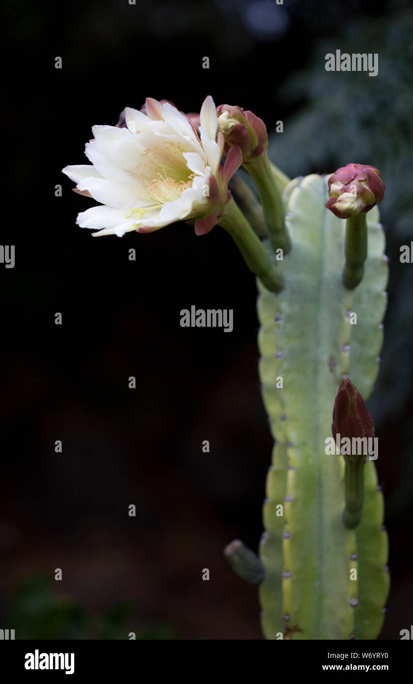NIght blooming flowers from a cactus plant producing edible pitaya ...