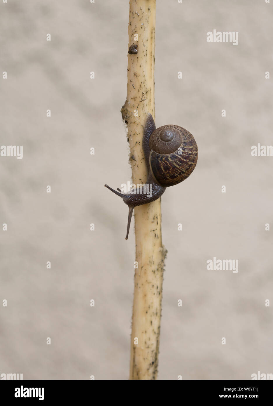 Garden Snail, Helix Aspersa, Crawling along a bare stem Stock Photo - Alamy