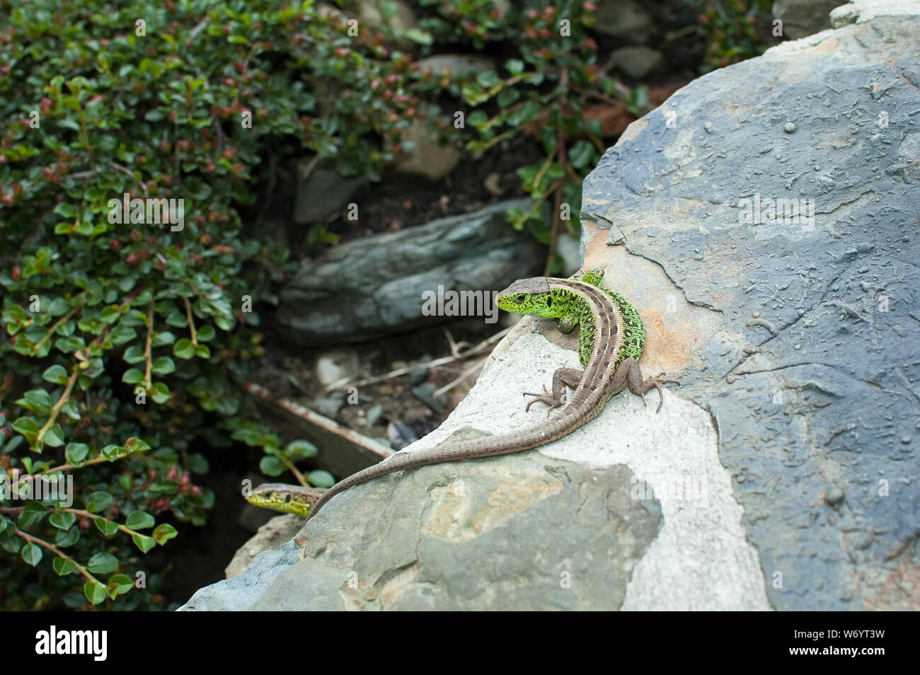 The European green lizard Lacerta viridis. Reptile close up. Lizard ...