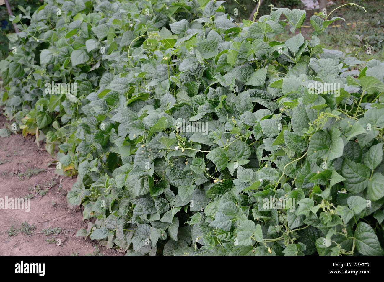 Bush bean plant hi-res stock photography and images - Alamy