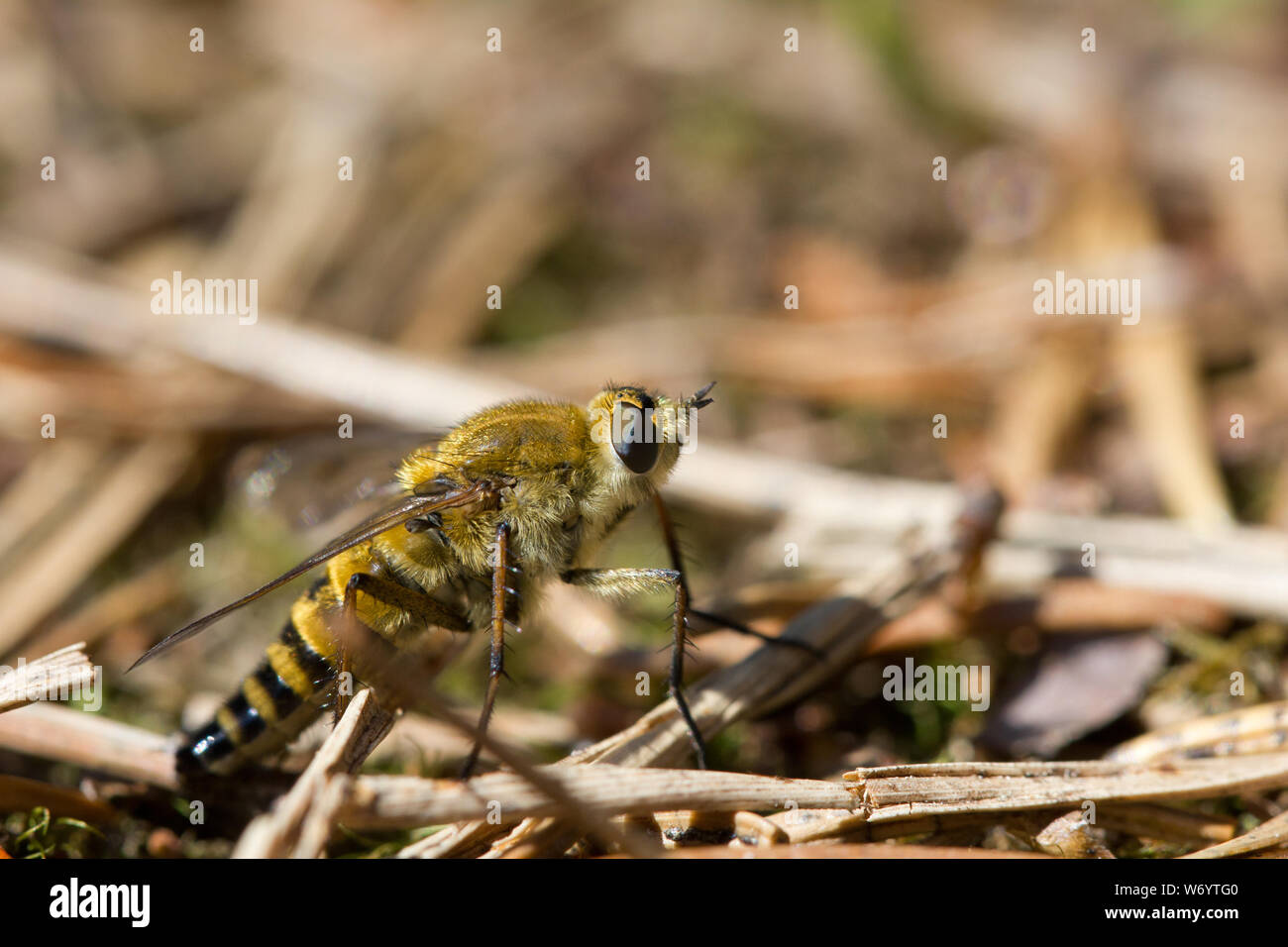 Stiletto fly hi-res stock photography and images - Alamy