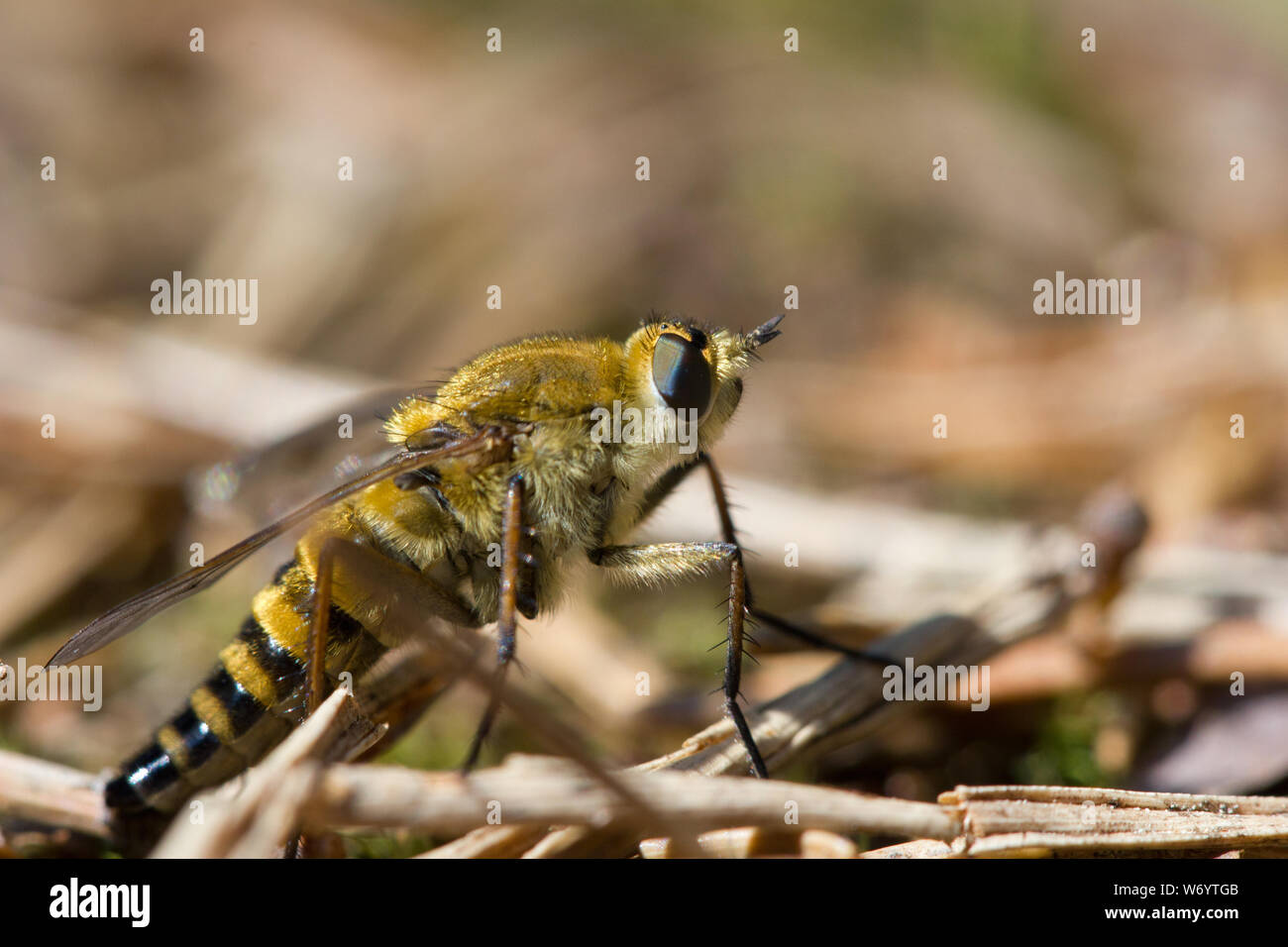 Stiletto fly hi-res stock photography and images - Alamy
