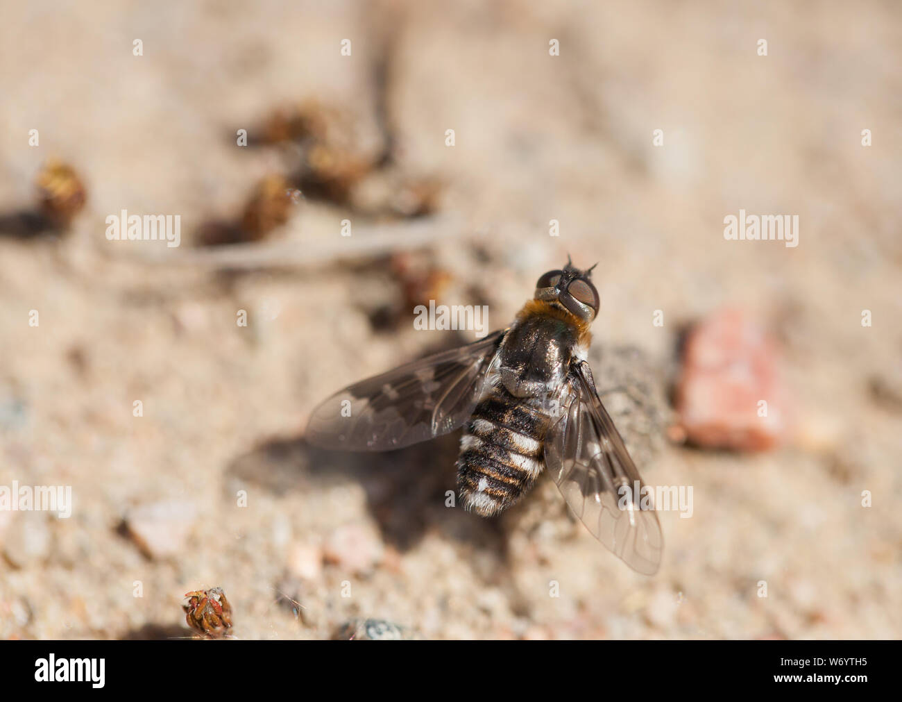 Mottled beefly hi-res stock photography and images - Alamy