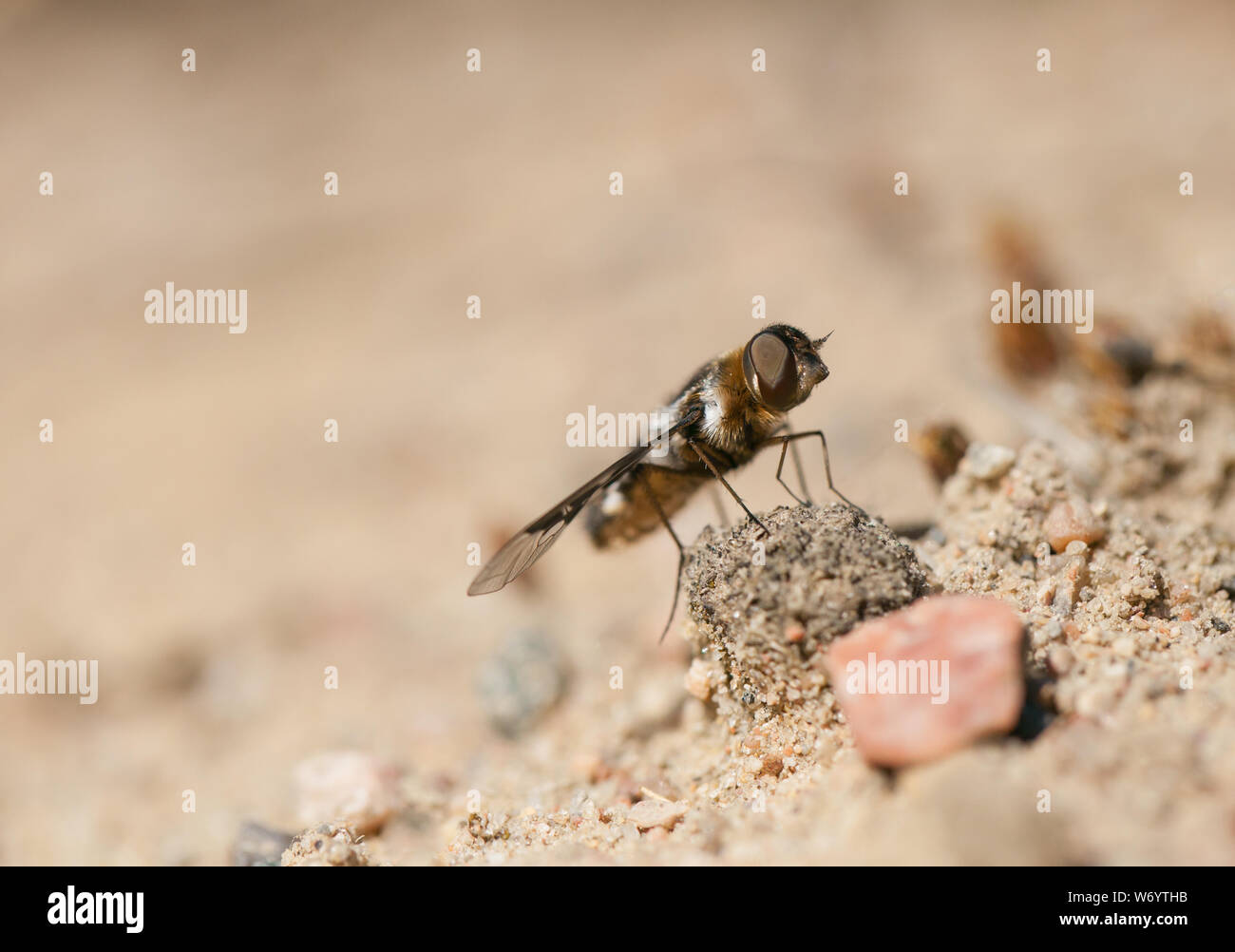 Mottled wing hi-res stock photography and images - Alamy