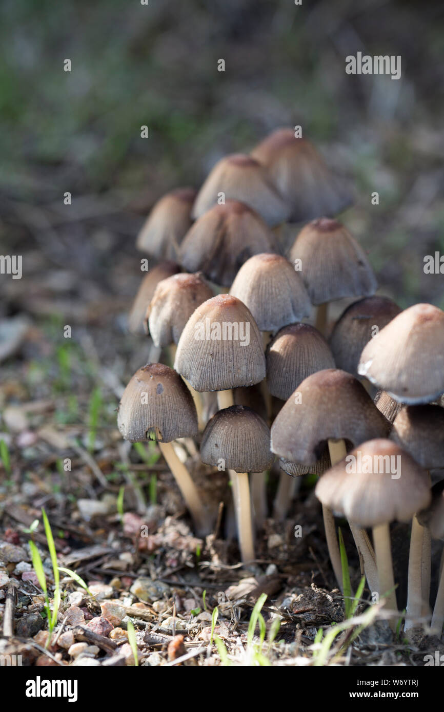 close up with low perspective of cluster of brown mushrooms Stock Photo ...