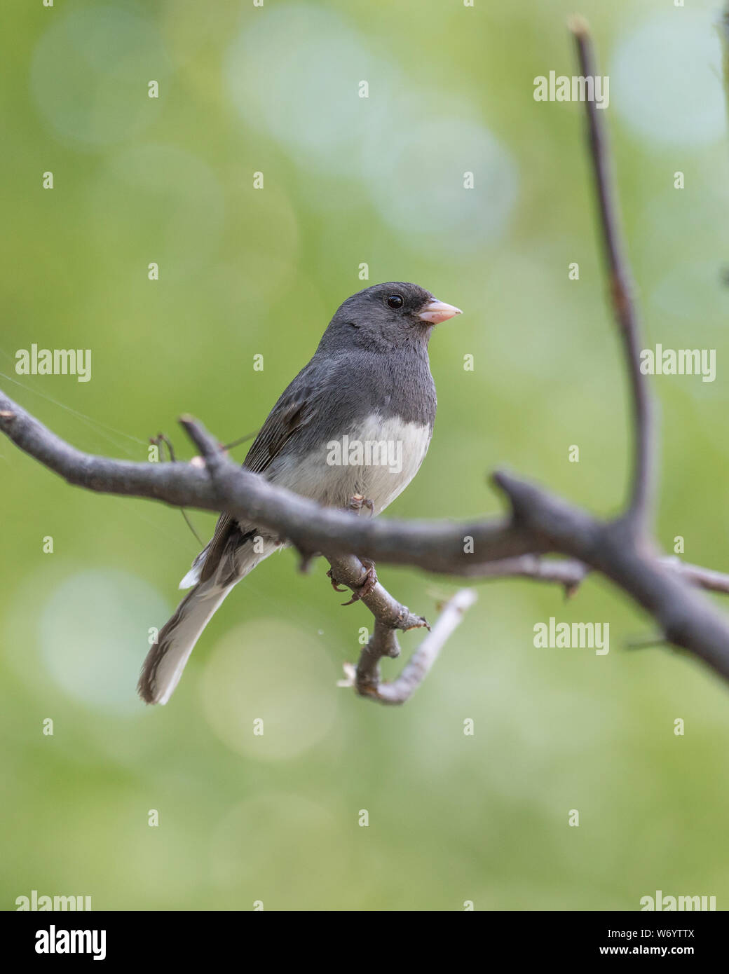 A Male Dark-eyed Junco in Alaska Stock Photo - Alamy