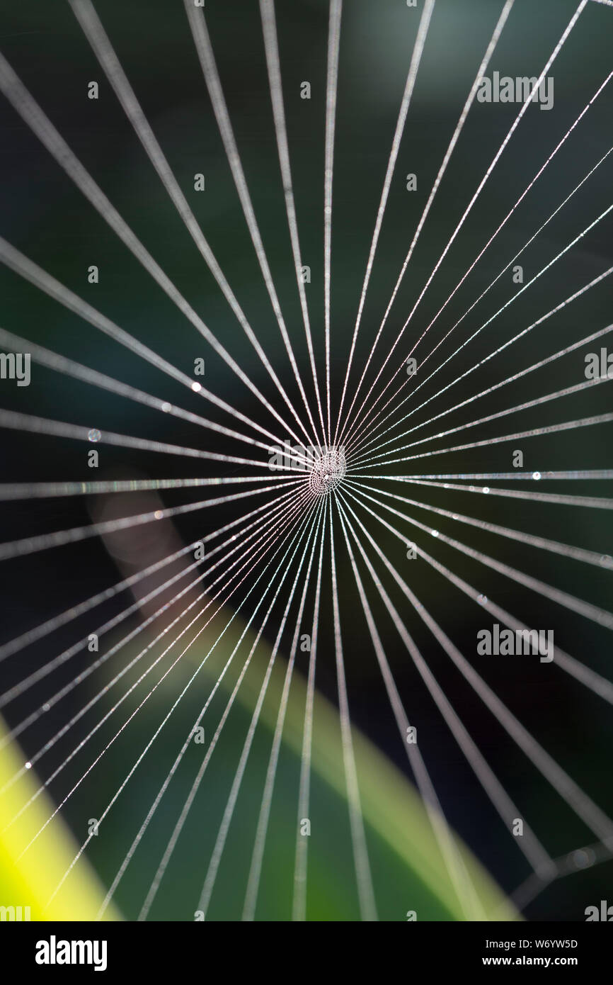 silver spiderweb with dew against a dark blurred background Stock Photo ...