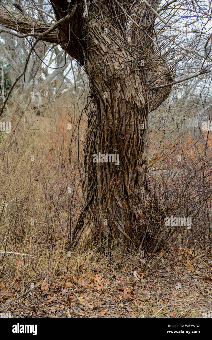 Tree texture hi-res stock photography and images - Alamy