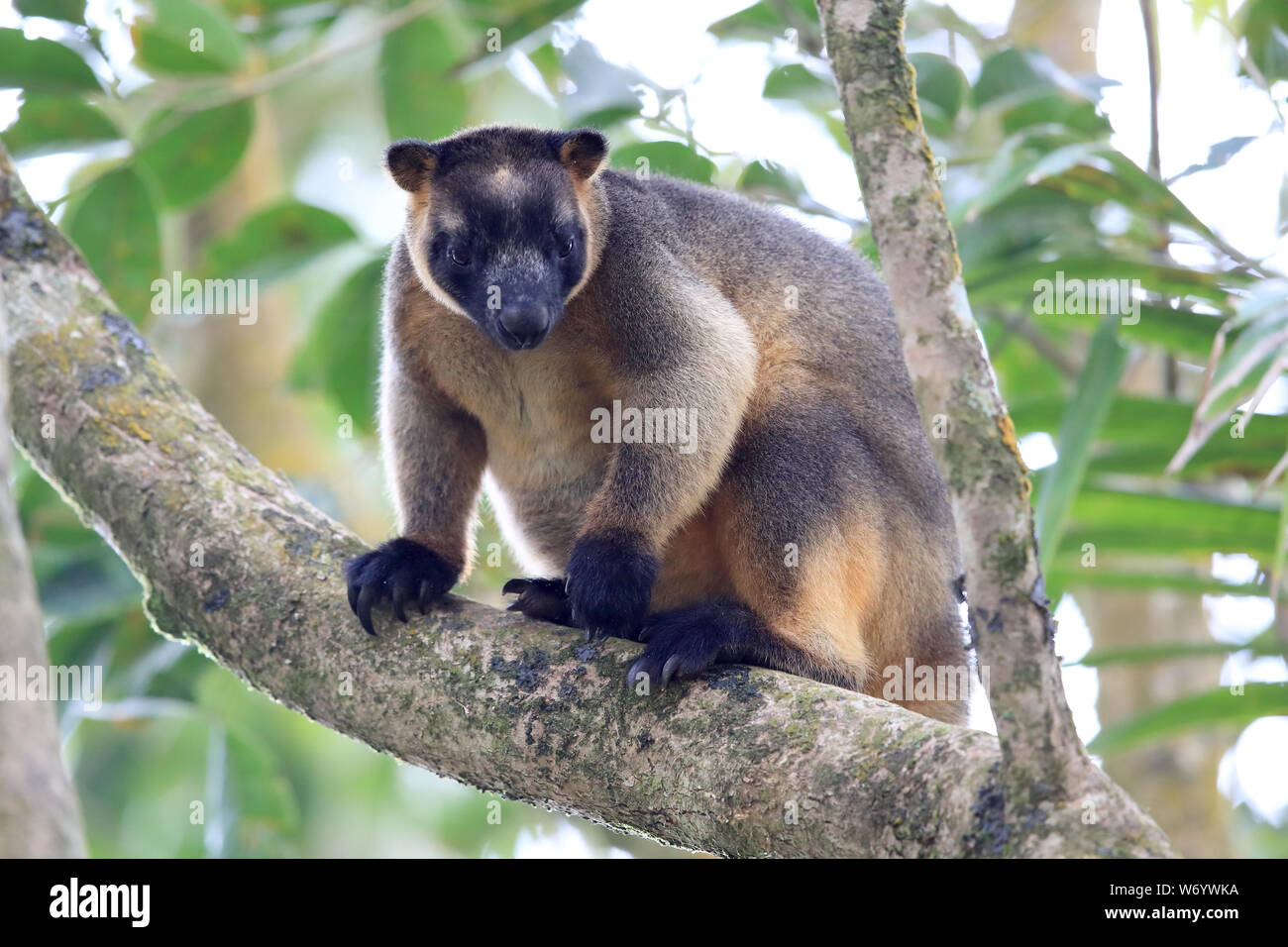 Bennett's tree-kangaroo (Dendrolagus bennettianus) rests high in a tree ...