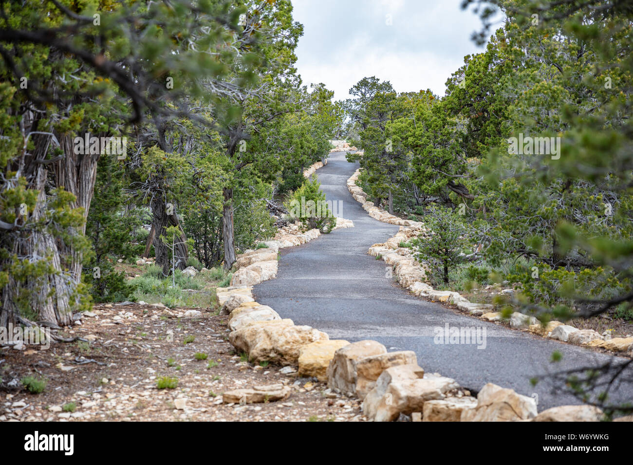 Walkway, asphalt path, pine trees and cloudy sky background. Grand ...