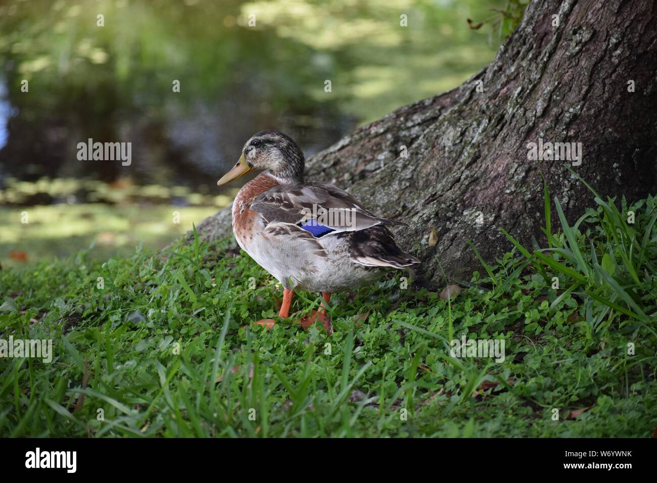 DUCK TALE: An adorable little duckling enjoys nature by a tree Stock ...