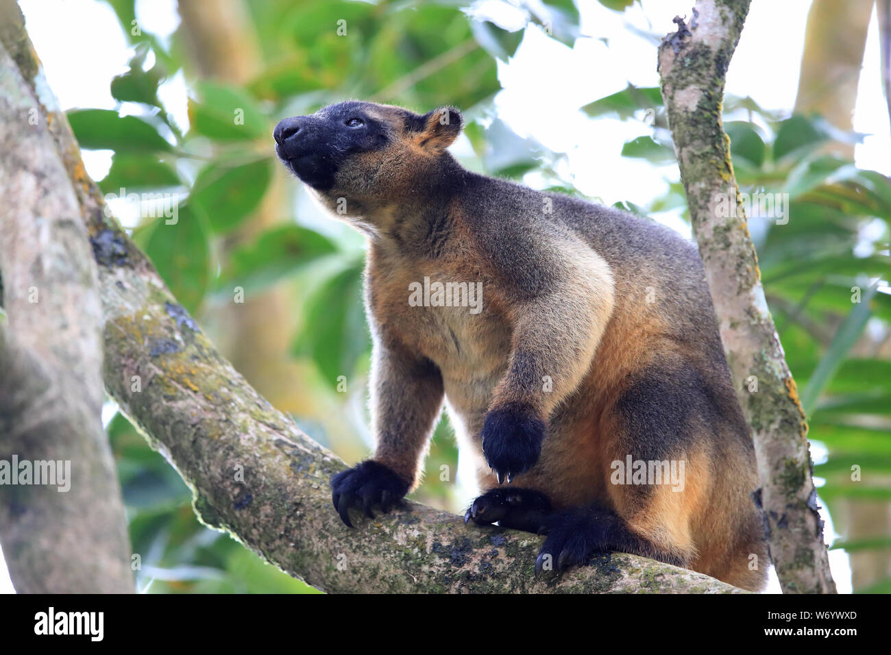 Bennett's tree-kangaroo (Dendrolagus bennettianus) rests high in a tree ...