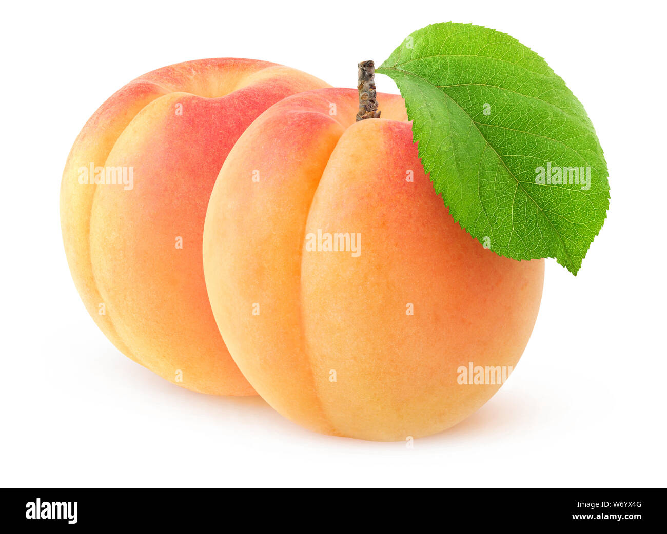 Isolated apricots. Two whole fresh apricot fruits isolated on white ...