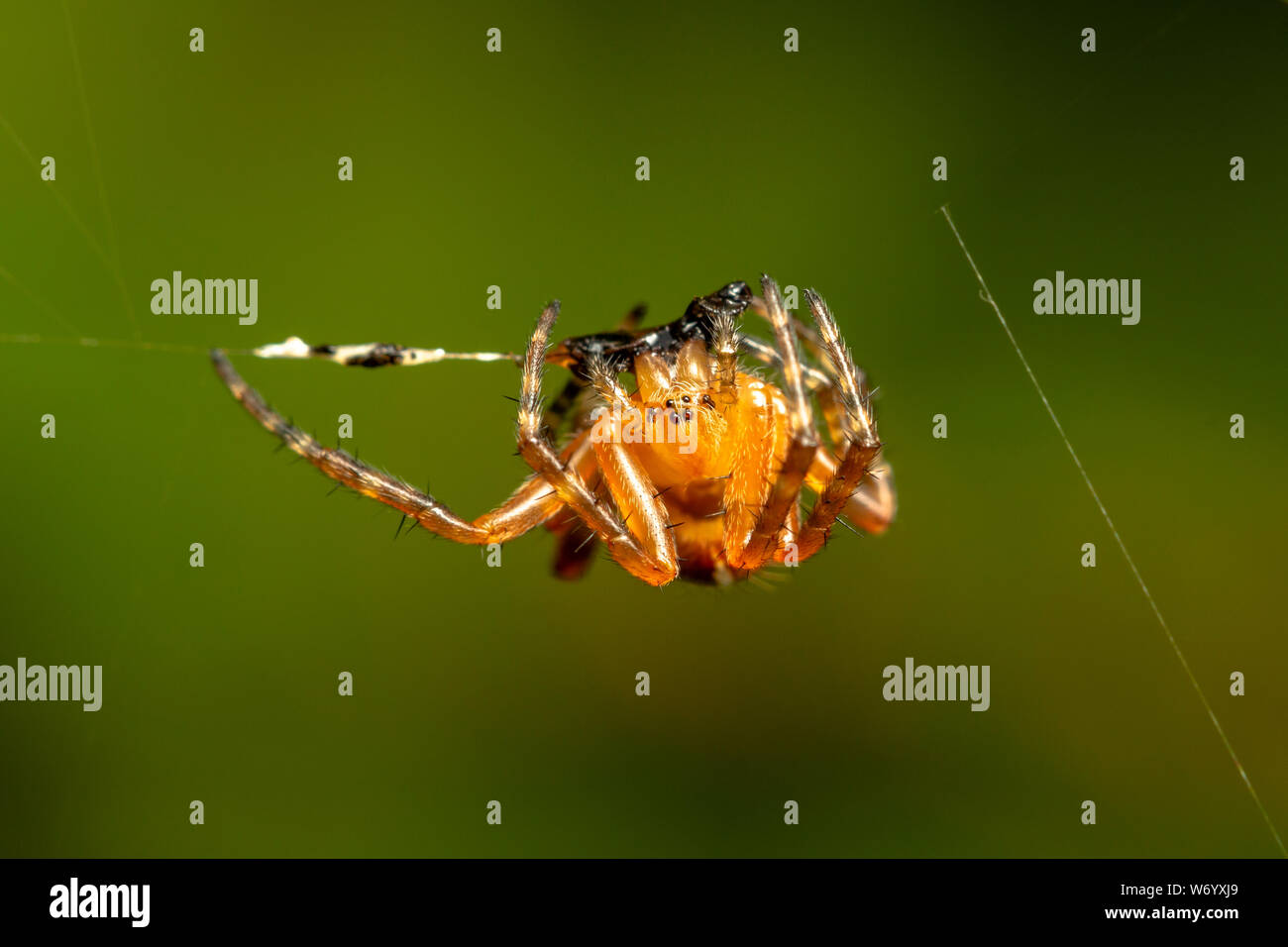 juvenile Araneus diadematus spider Stock Photo - Alamy