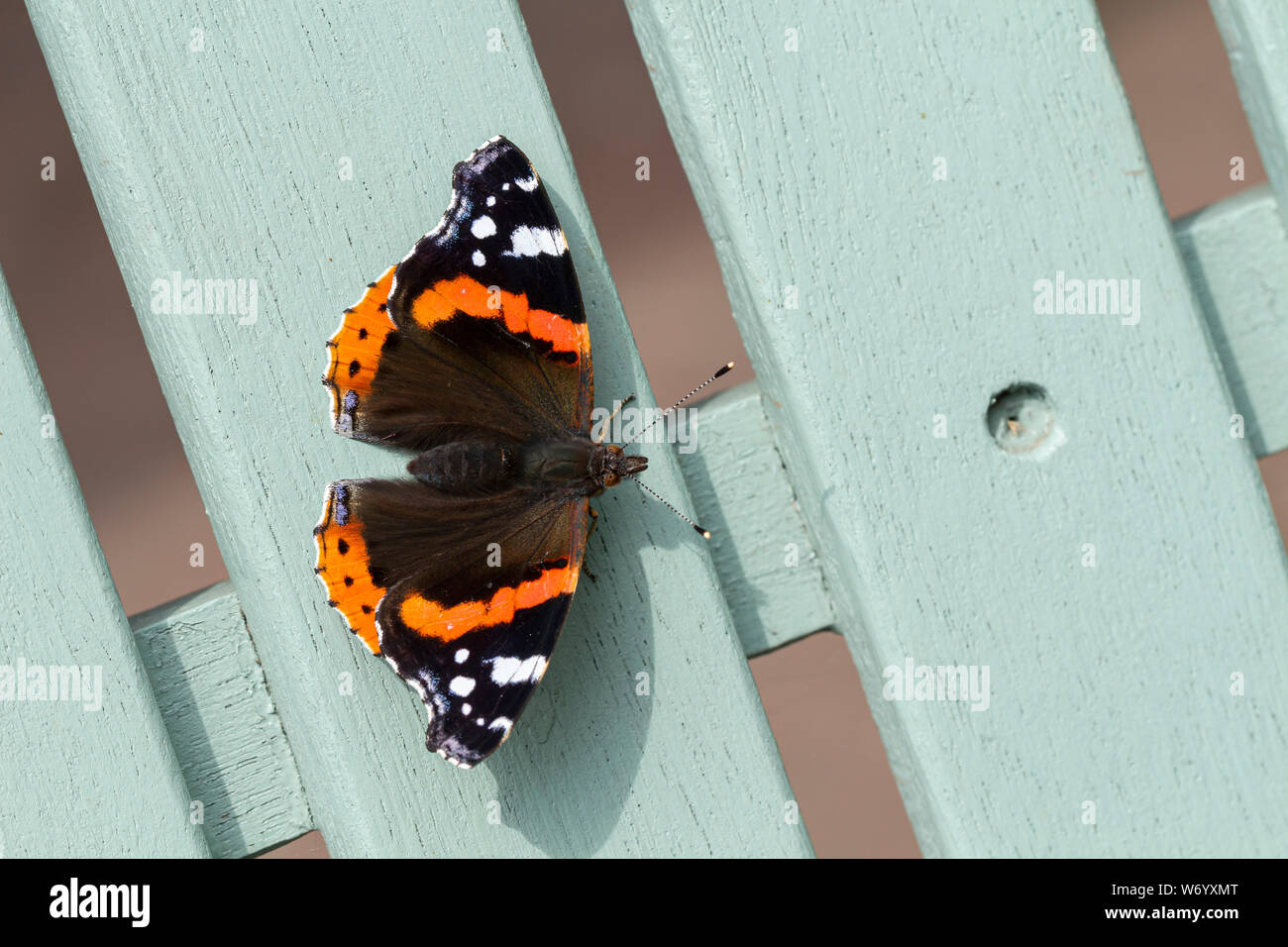 Red Admiral butterfly (Vanessa atalanta Stock Photo - Alamy