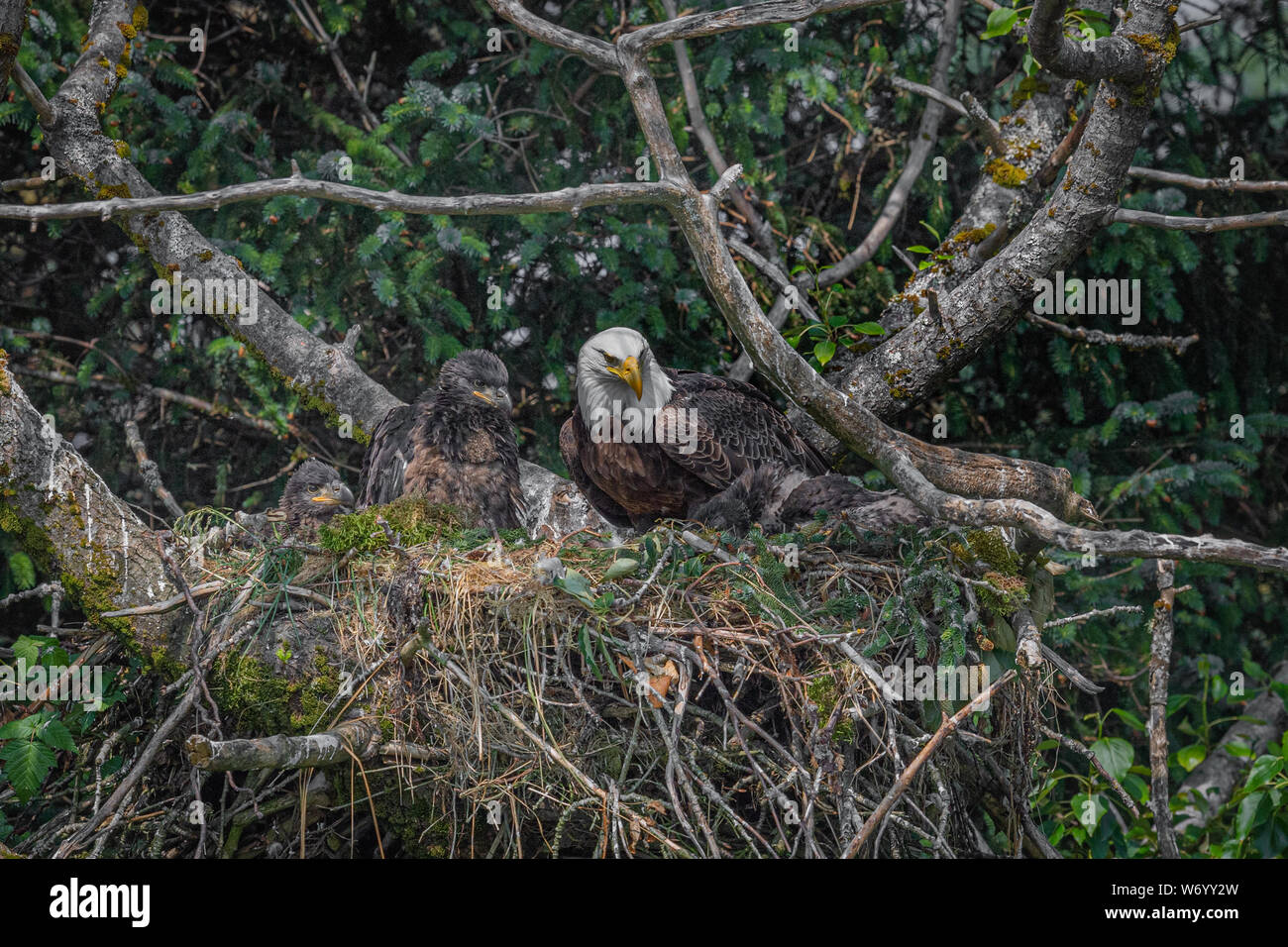 Bald Eagle Parent on nest with two chicks, Alaska, USA Stock Photo - Alamy