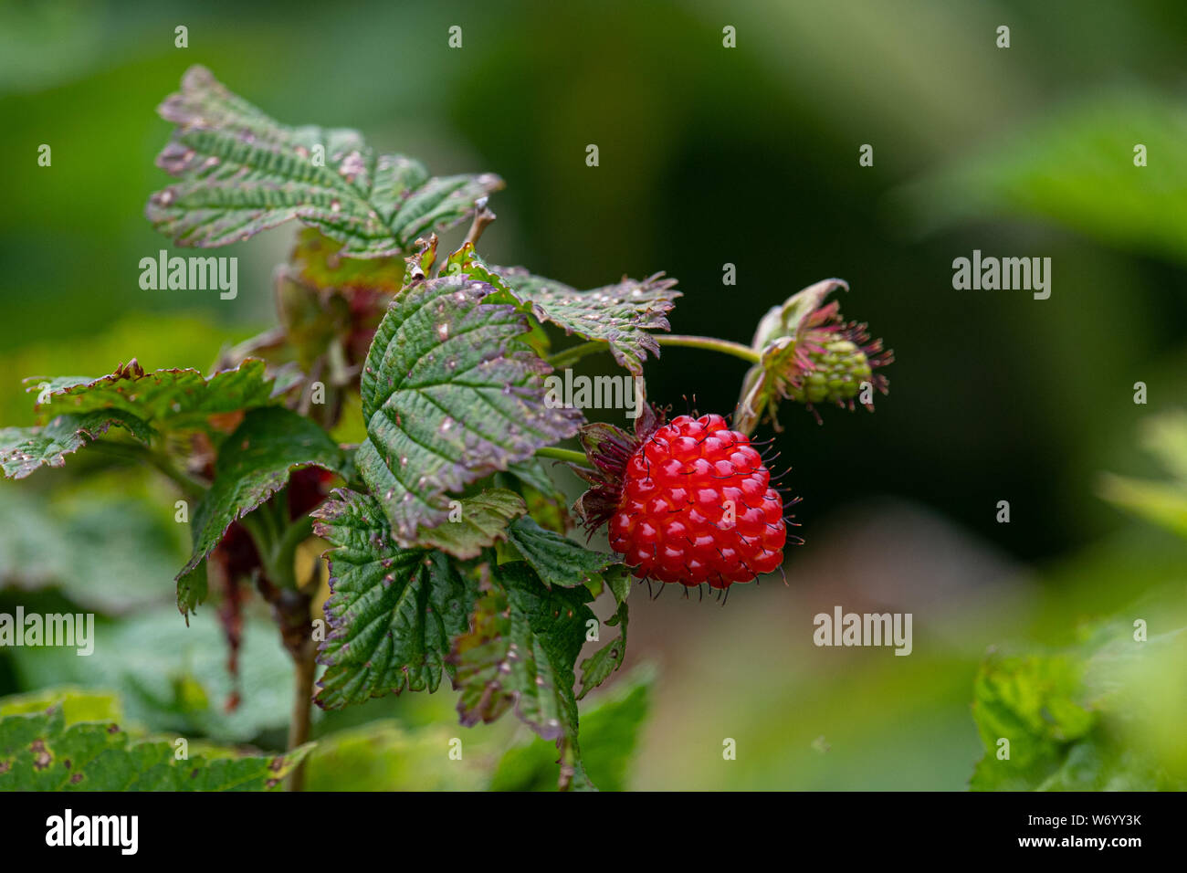 Alaska raspberries hi-res stock photography and images - Alamy