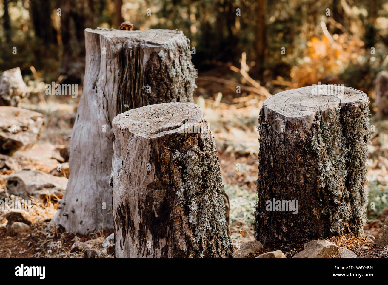 three trees cut down in the forest next to each other in Antalya Stock ...