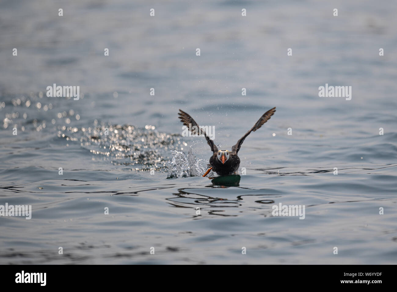 Flying towards camera hi-res stock photography and images - Alamy