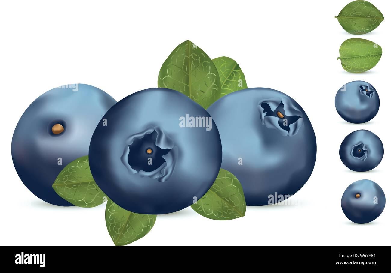 Collection beautiful blueberry with green leaft. 3d fresh realistic berry on white background ...