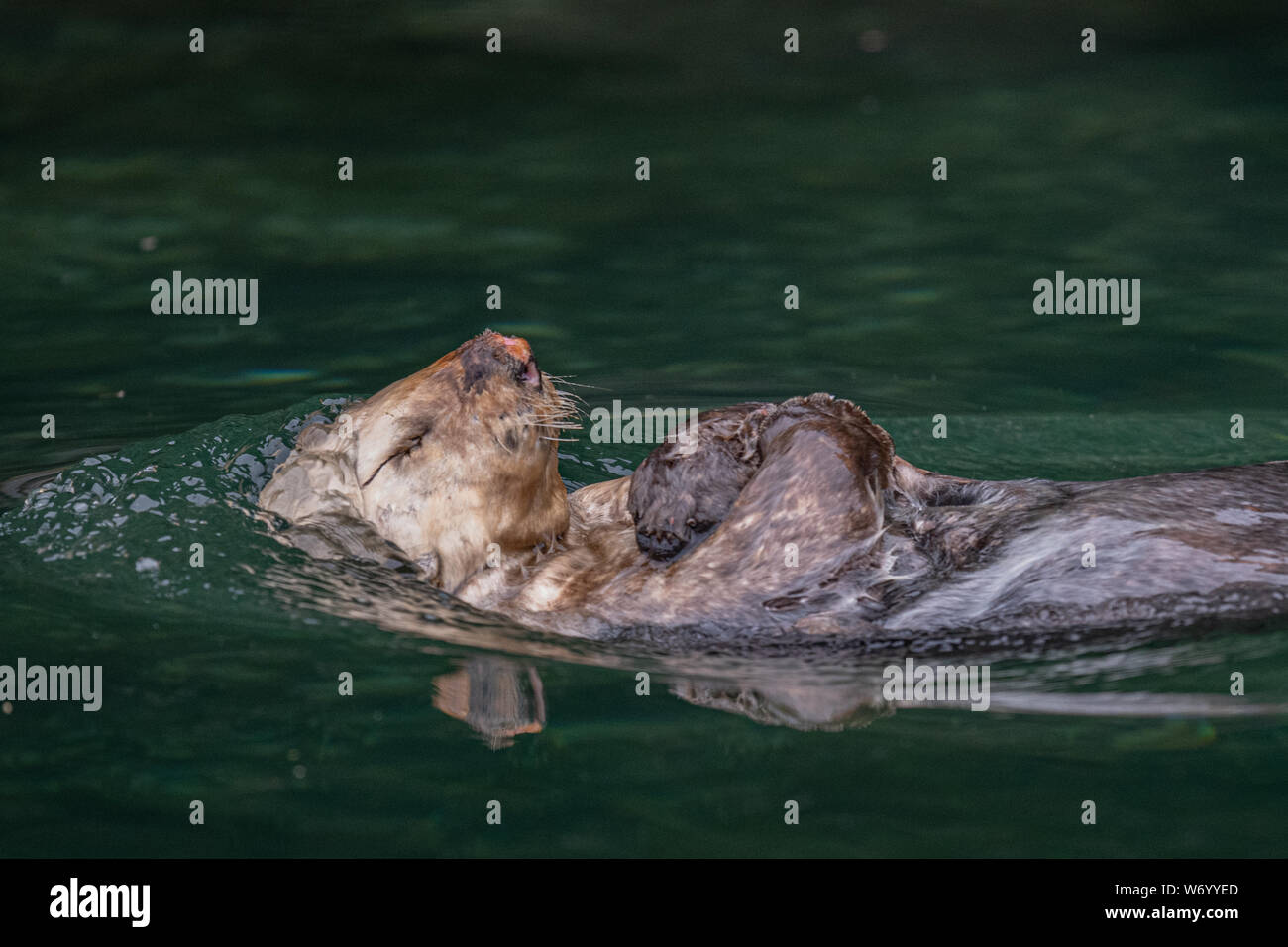 Sea Otter laying on back with eyes closed Stock Photo - Alamy