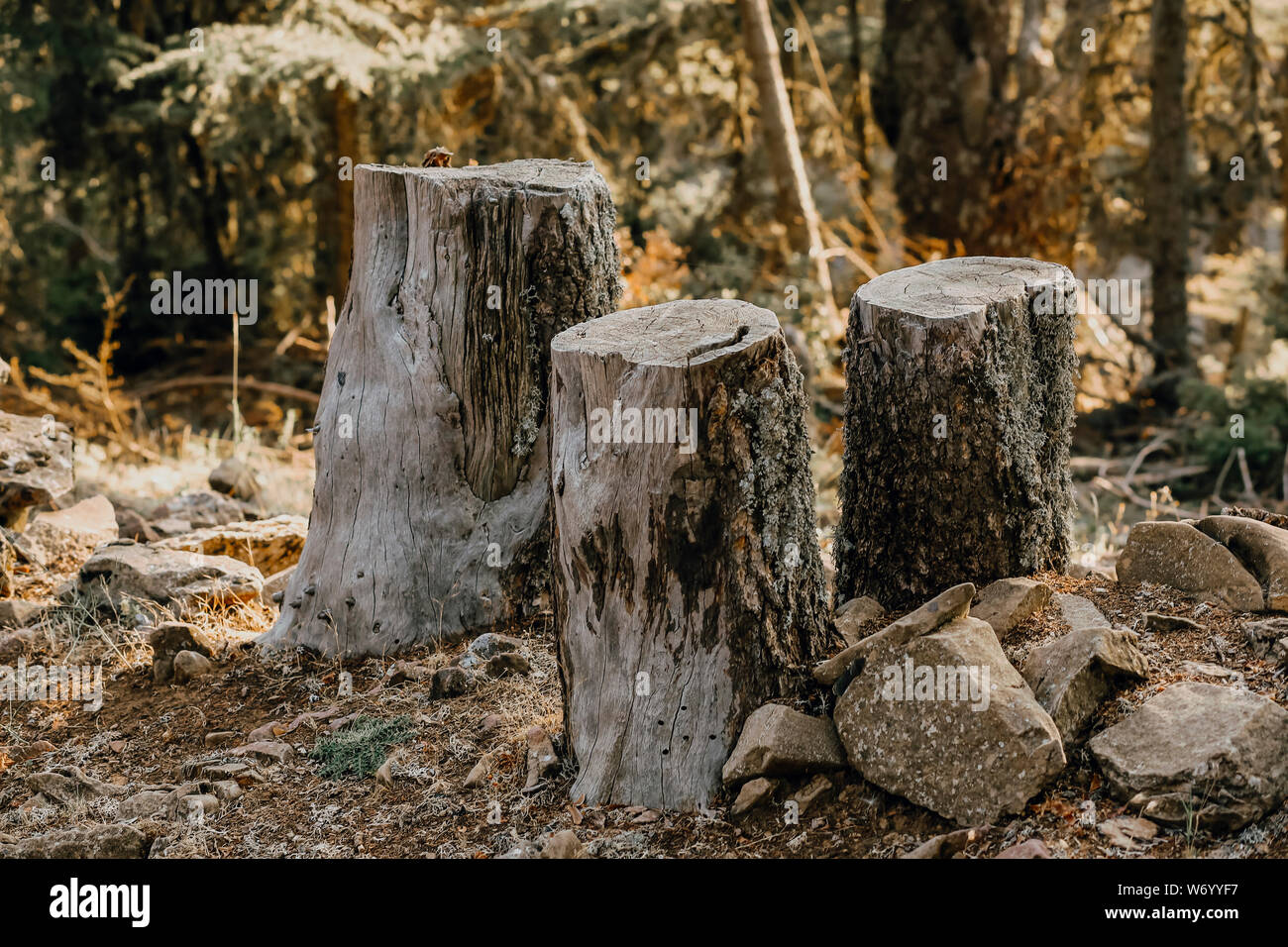 three trees cut down in the forest next to each other in Antalya Stock ...