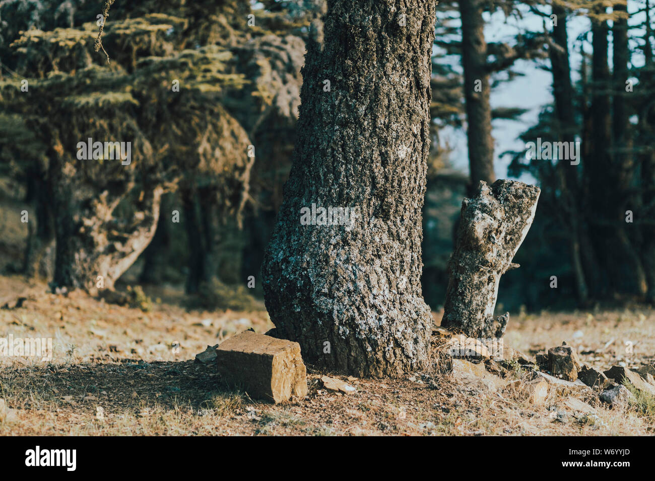 an old tree in the woods next to a stone in forest Stock Photo - Alamy