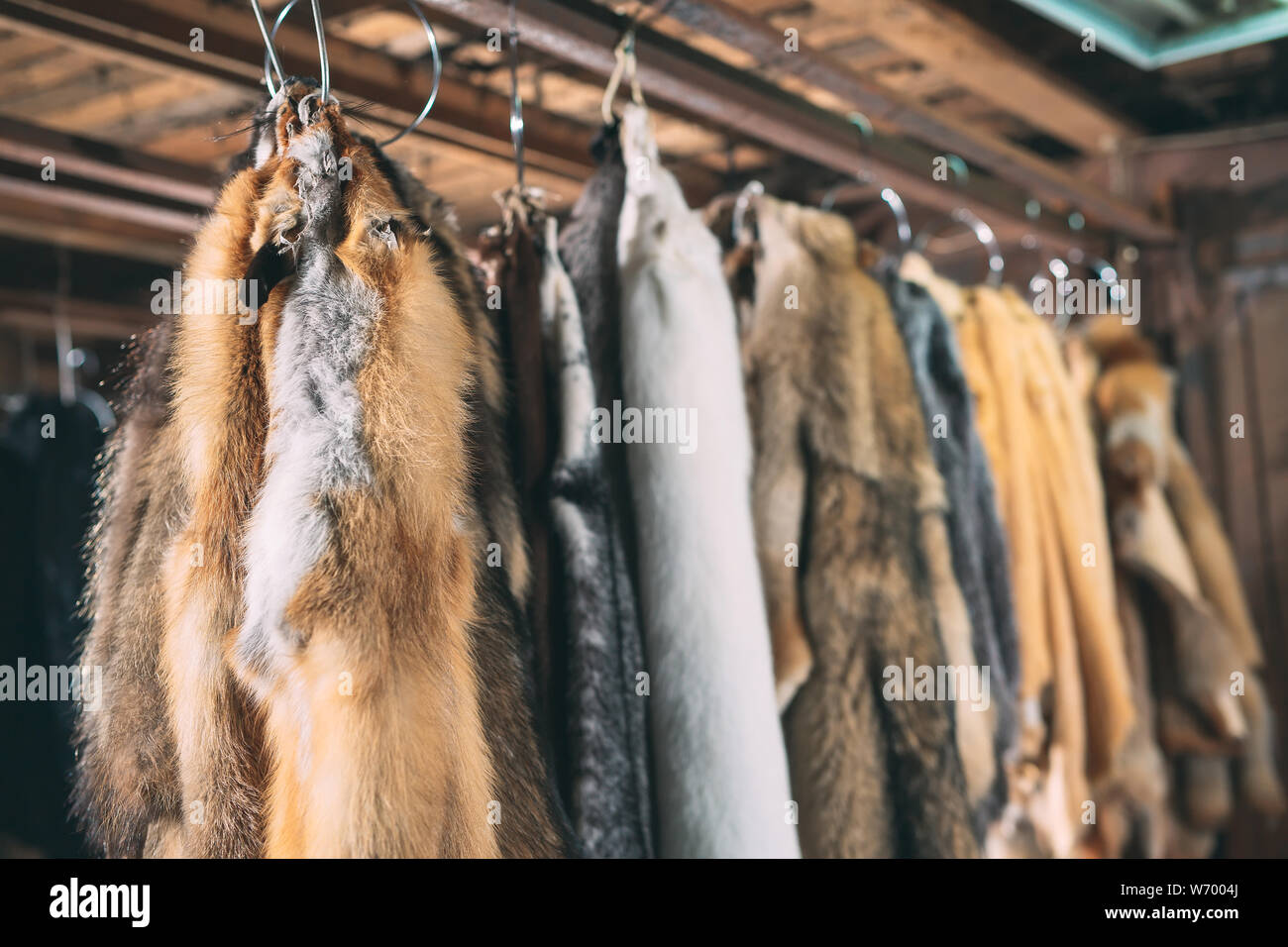 Animal fur. foxes, raccoon, wolf, beaver, mink, nutria hanging after ...