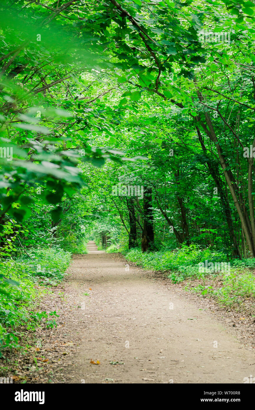 thick overgrown green trees above the road in park Stock Photo - Alamy