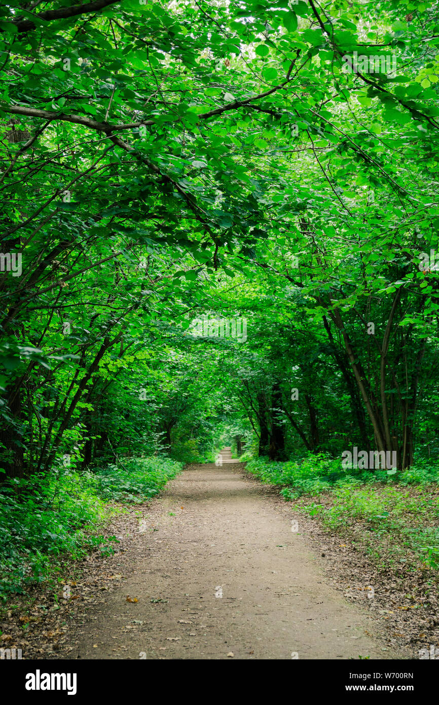 Foliage overgrown trees hi-res stock photography and images - Alamy