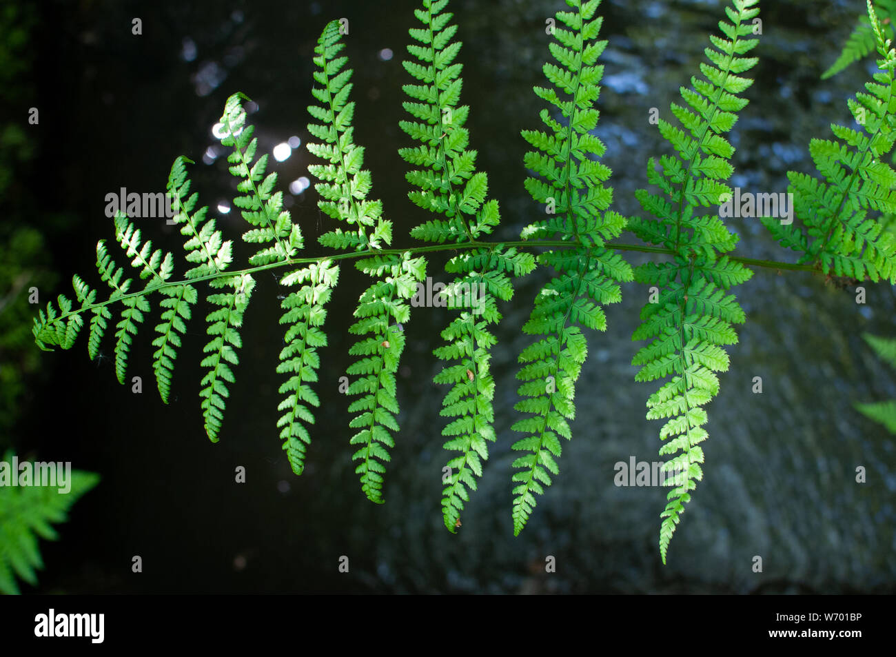 Emerald fern hi-res stock photography and images - Alamy